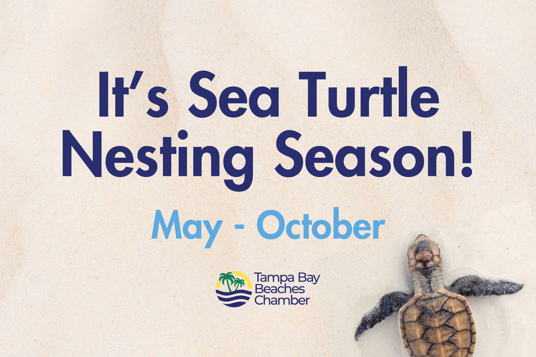 Sea Turtle Nesting - Tampa Bay Beaches Chamber of Commerce